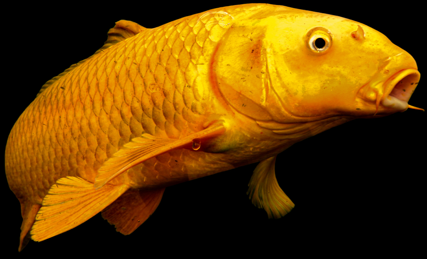 70years: Tetra